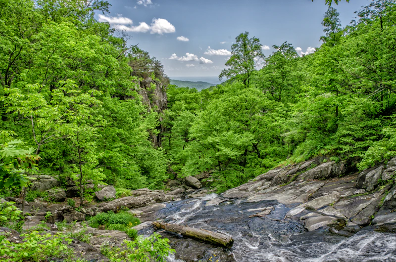 Lush green trees surround a rocky brook under a clear blue sky.